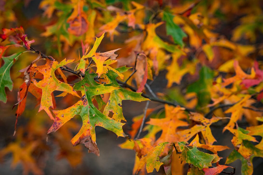 Pin Oak | CMP Tree Selection Tool